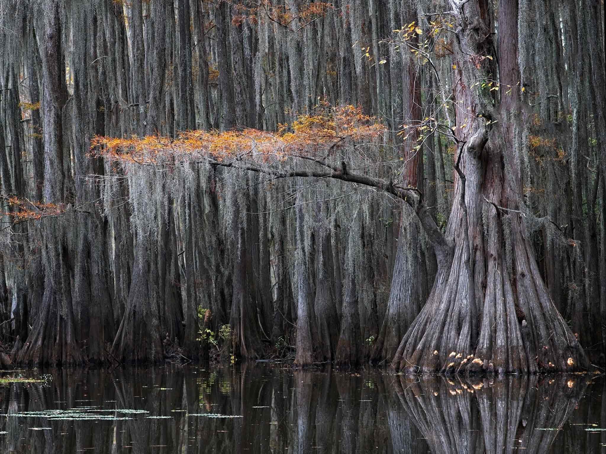 CADDO LAKE PHOTO WORKSHOP DETAILS - Rob Strain Fine Art Photography ...