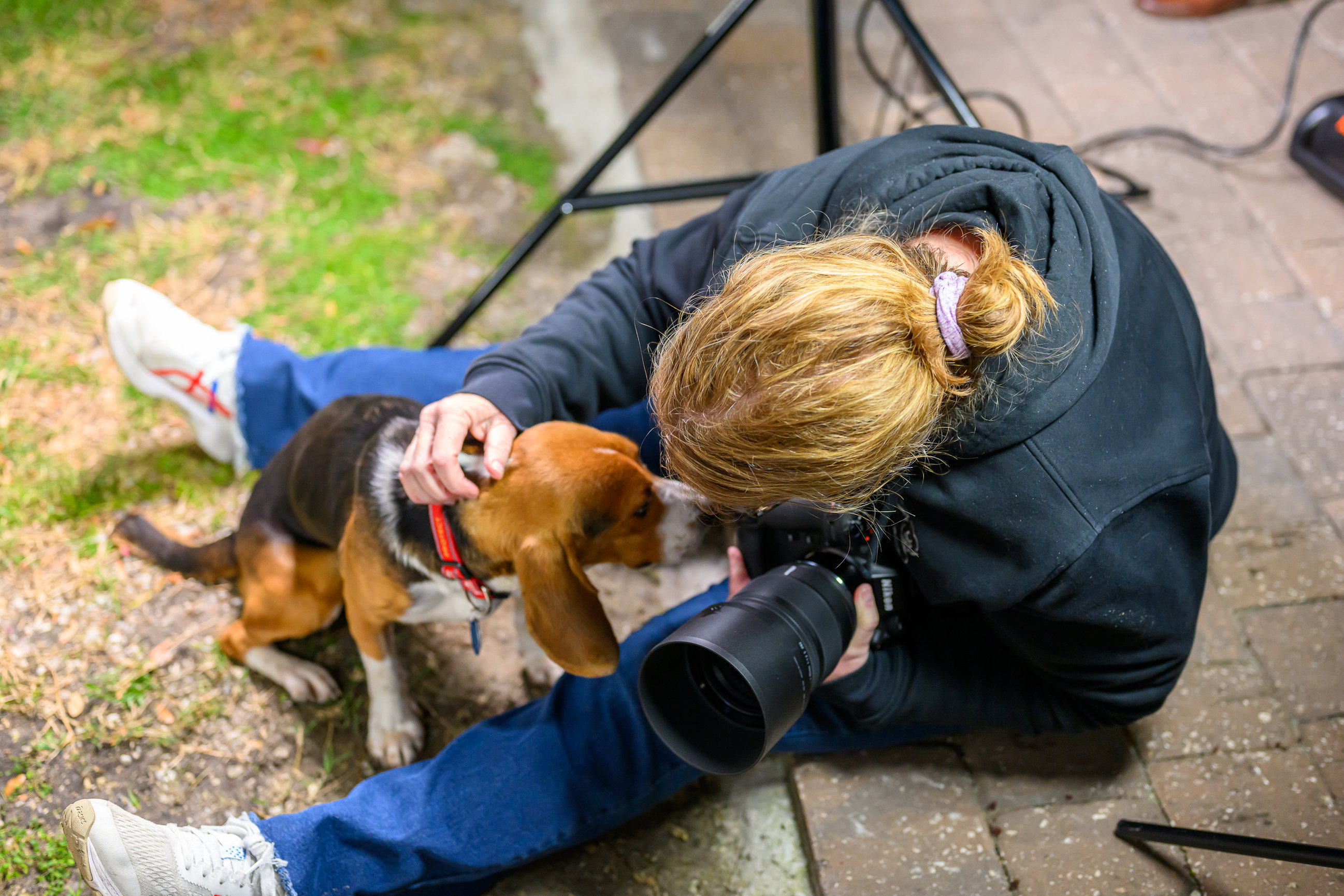 Beagle Freedom Project | Nighttime Photoshoot of Rescued Beagles' First ...