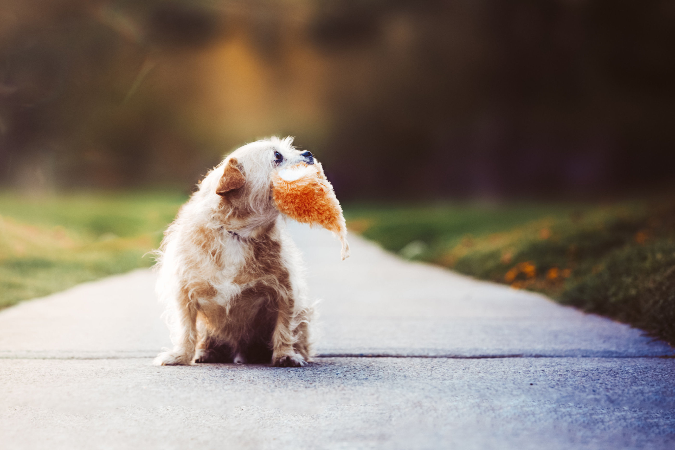 How to Pick the Right Photographer for Your Dog's End-of-Life Portrait ...