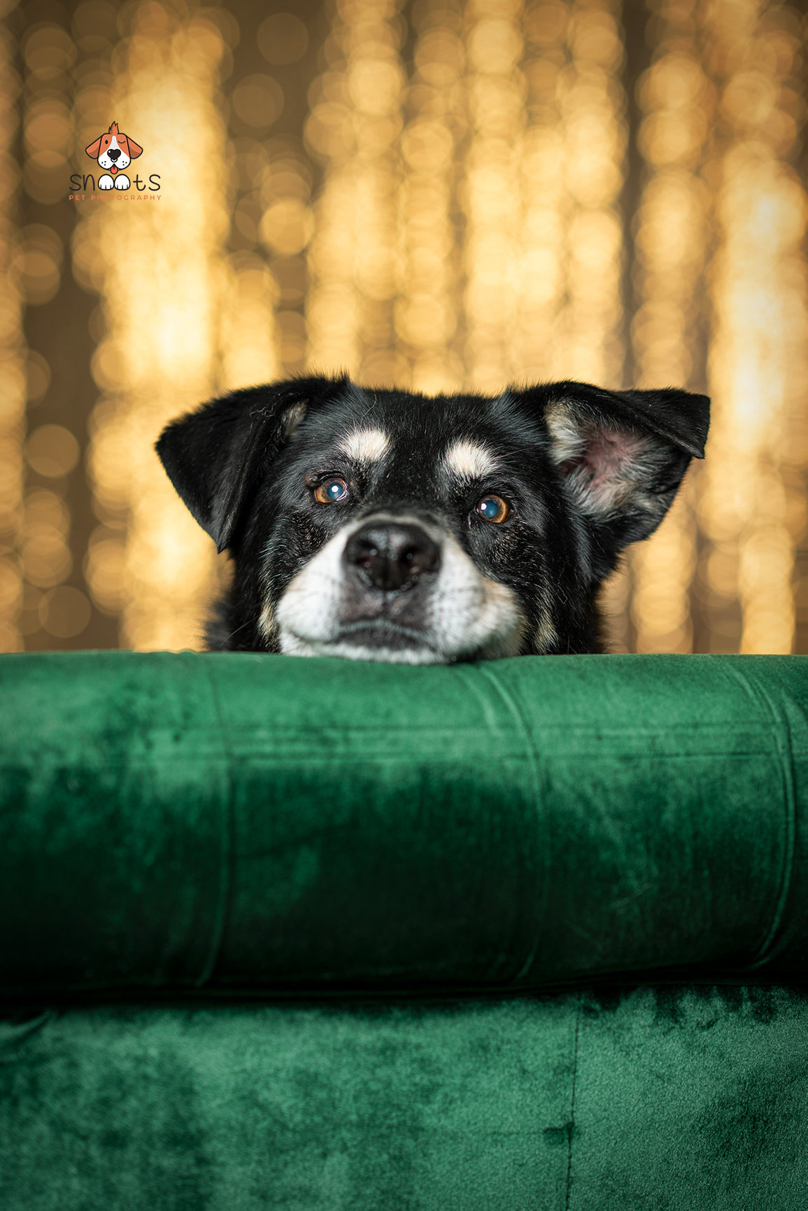 Working with Wild Dogs • Pet Photography Requires Patience