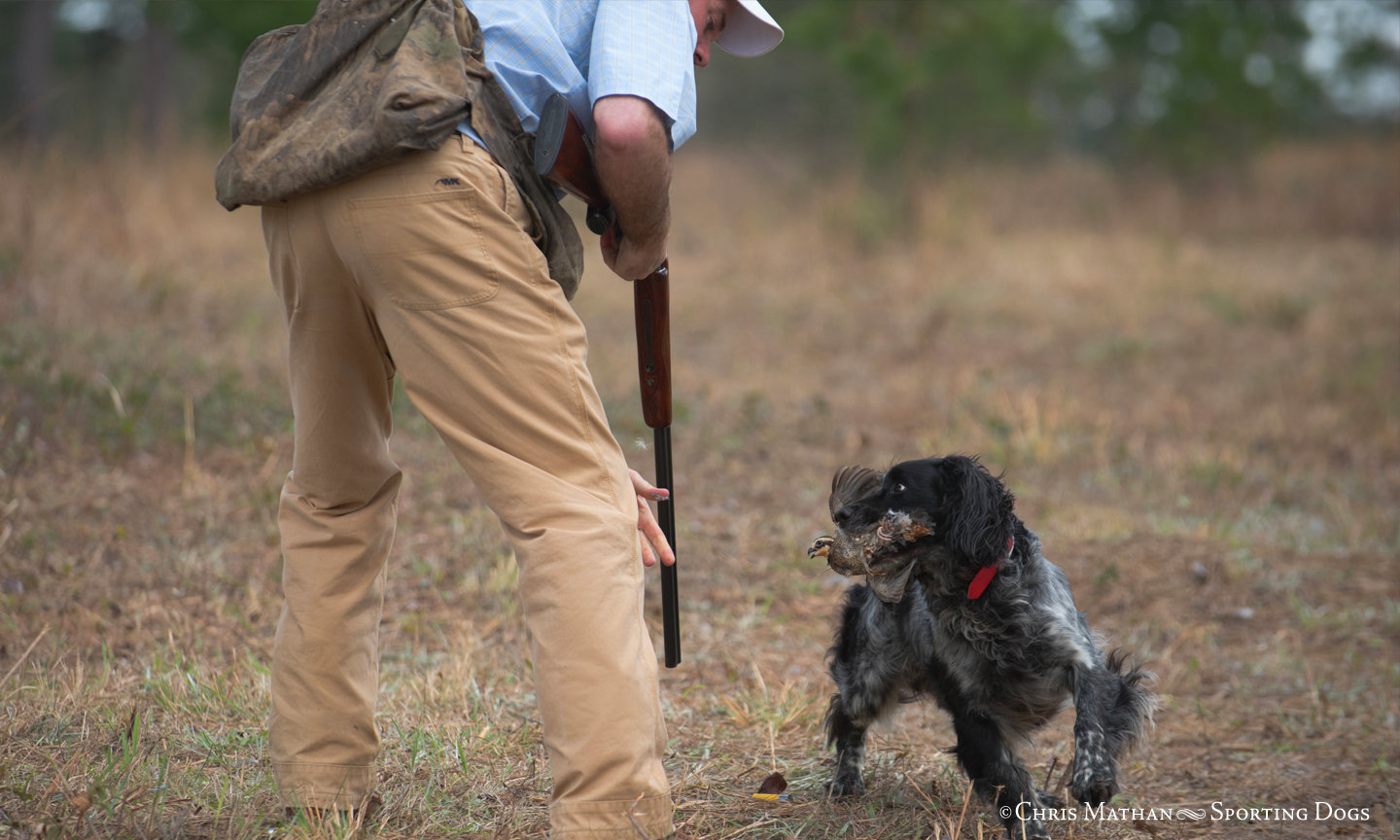 Gundogs - Chris Mathan Sporting Dog & Outdoor images