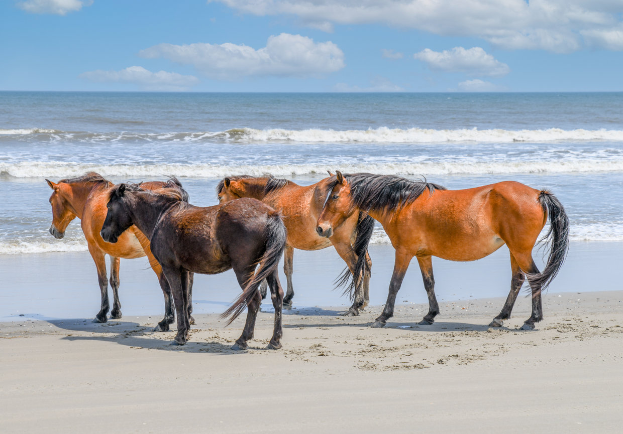 About Lori | Outer Banks, NC | OBX Island Photography