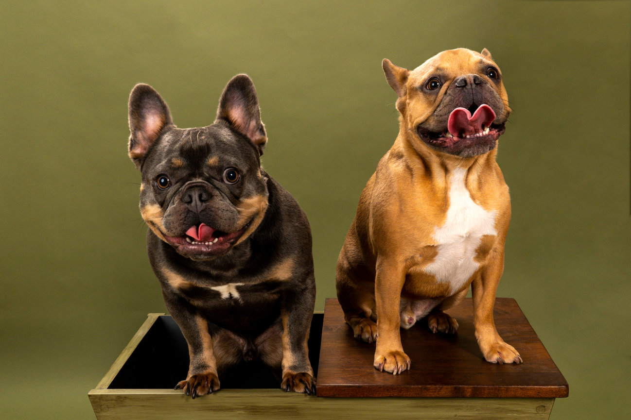 Pet Portraits - Justin Gamble