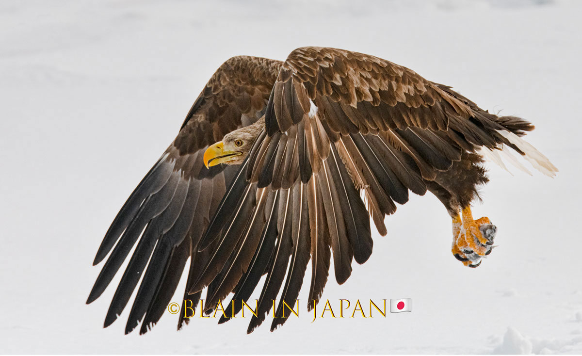 America's Emblematic Raptor Pays Hokkaido A Visit! - Blain Harasymiw ...