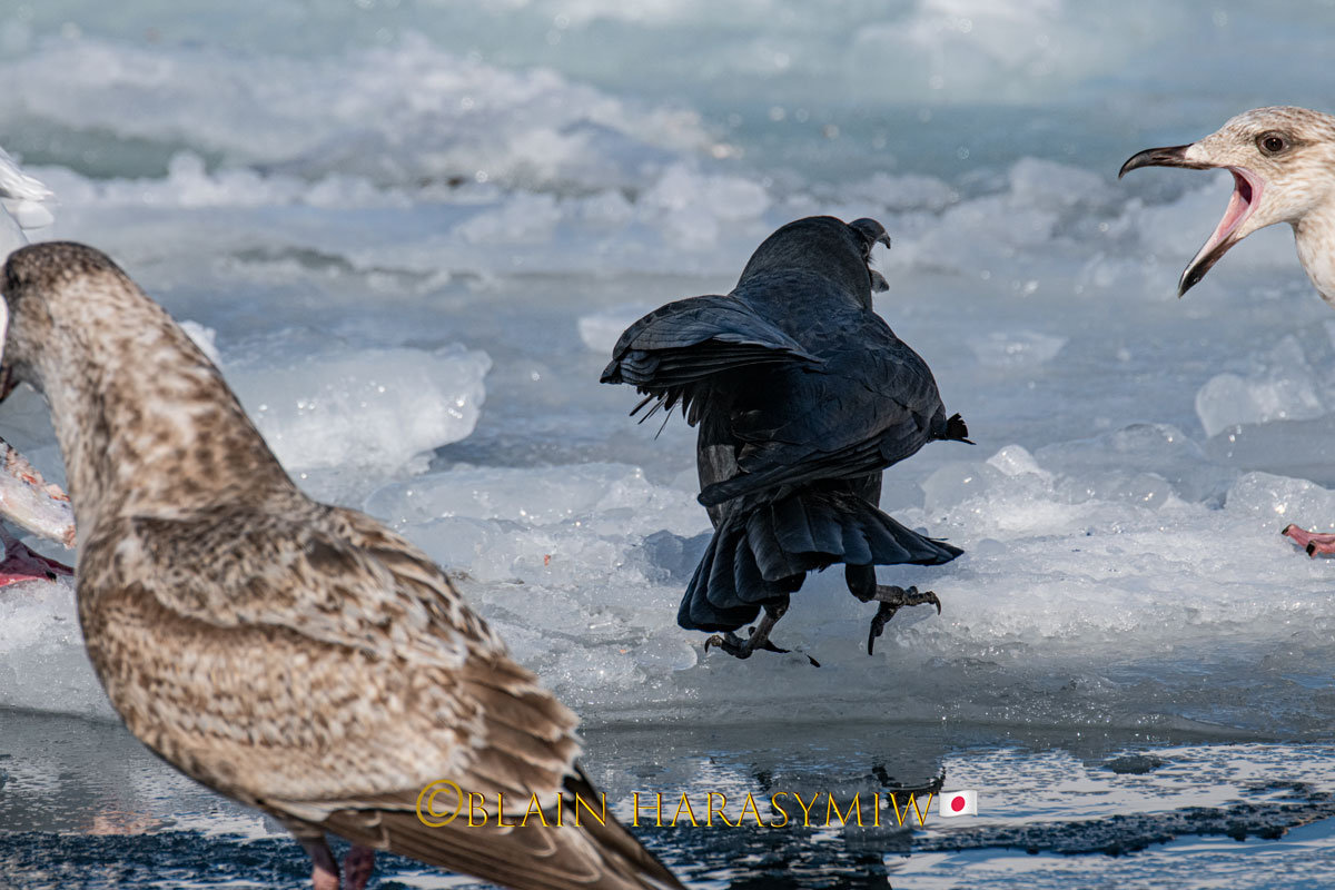 Hokkaido Birding Photo Workshops - Ravens Among Raptors - Blain ...