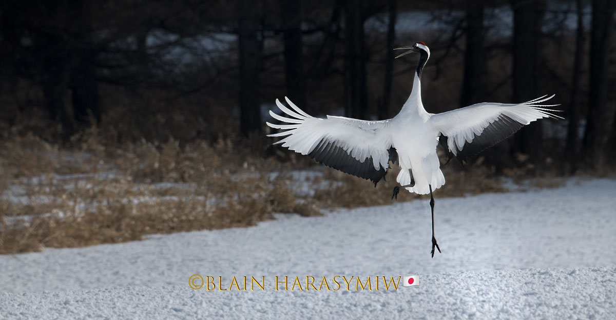Hokkaido Birding Tour - Red-Crowned Cranes (Grus japonensis ...