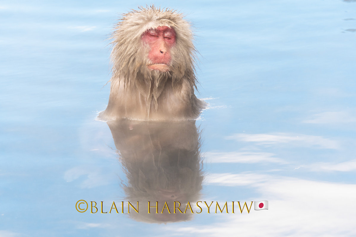 Snow Monkeys Up Close and Personal - Blain Harasymiw Photography