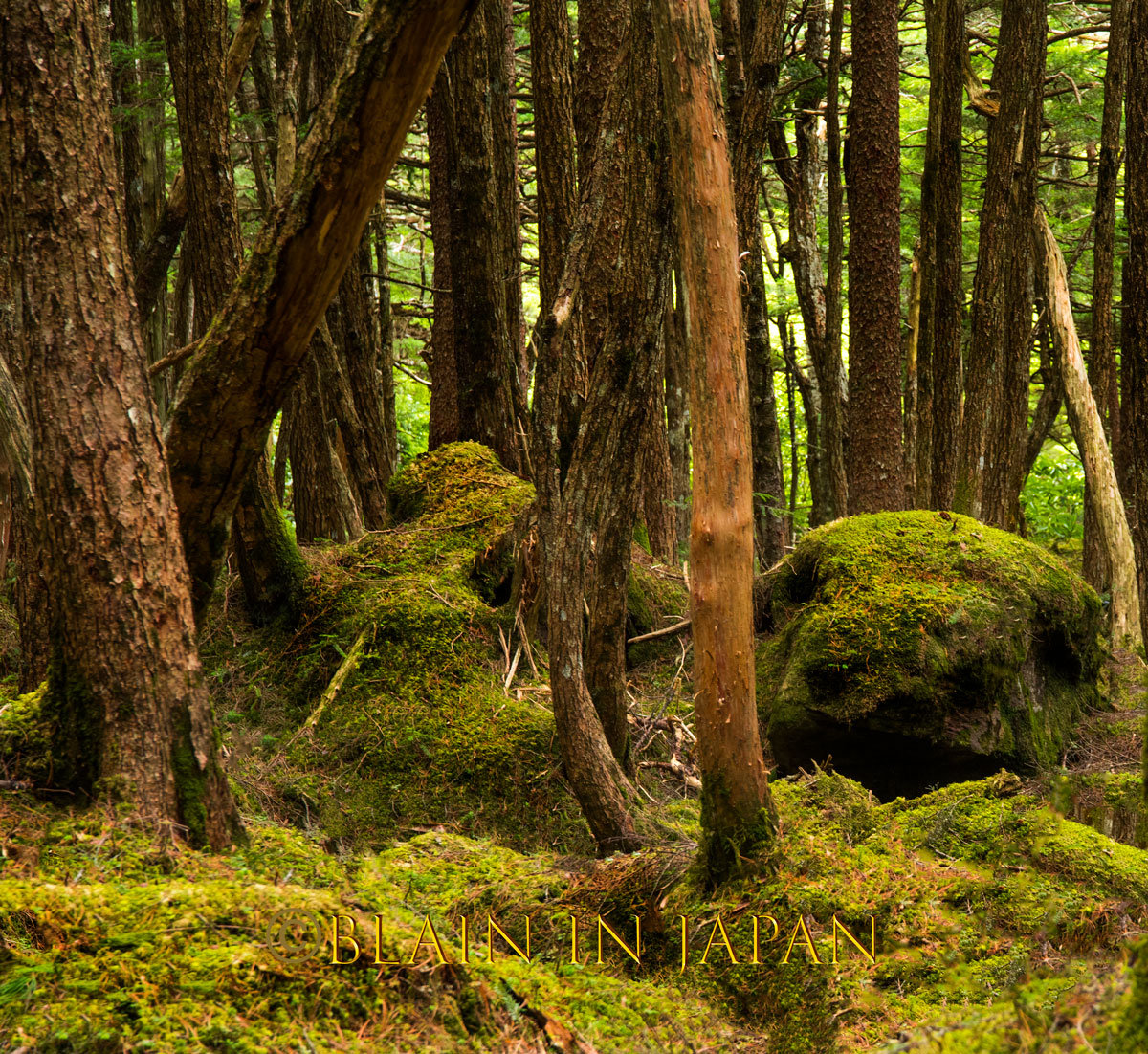 Autumn Leaves Photography Tour Mt. Fuji - Japan - Blain Harasymiw ...
