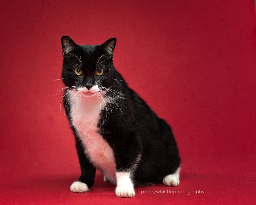 Turkey Kitty is Black and White and Red All Over