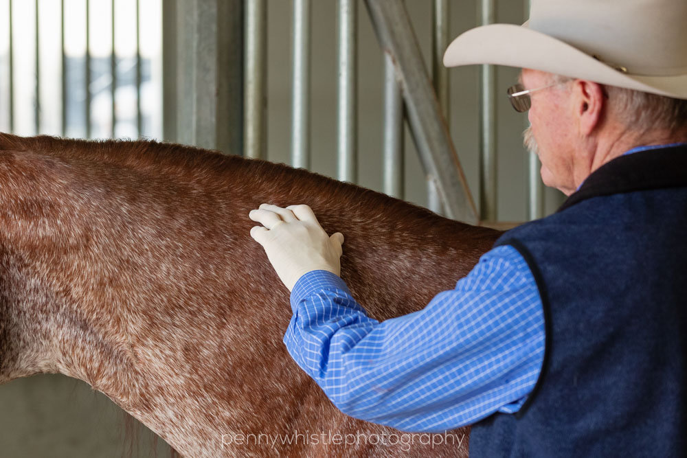 Commercial Animal Photography For Your North Texas Business - Penny ...