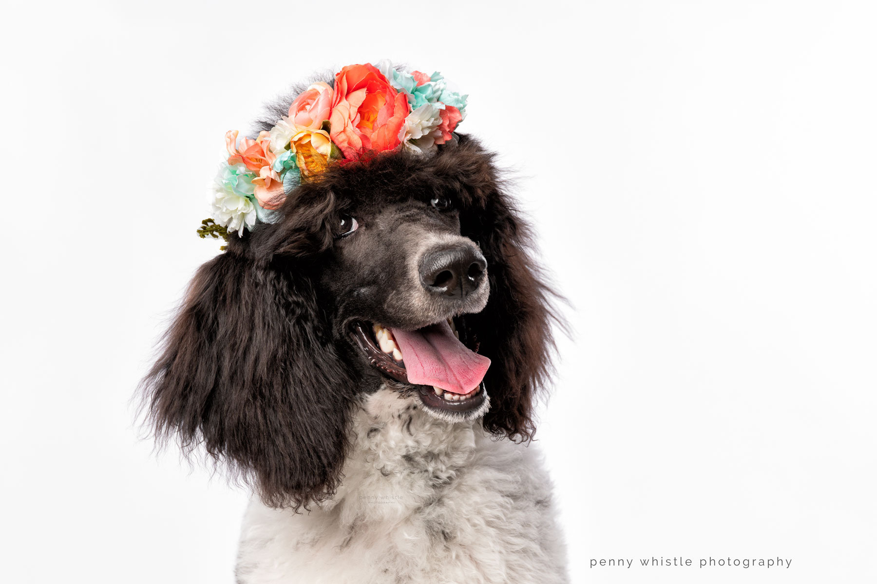 Responsibly Bred Red and Multi-Colored Standard Poodles in Dallas ...