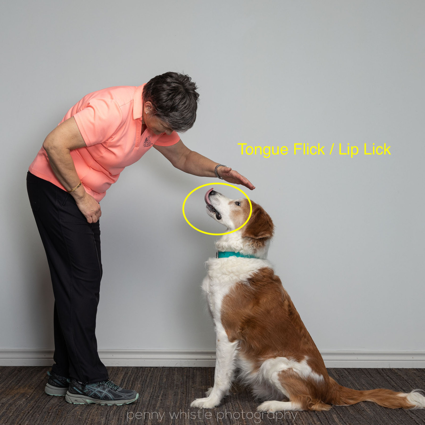 How To Greet A Dog The Right Way