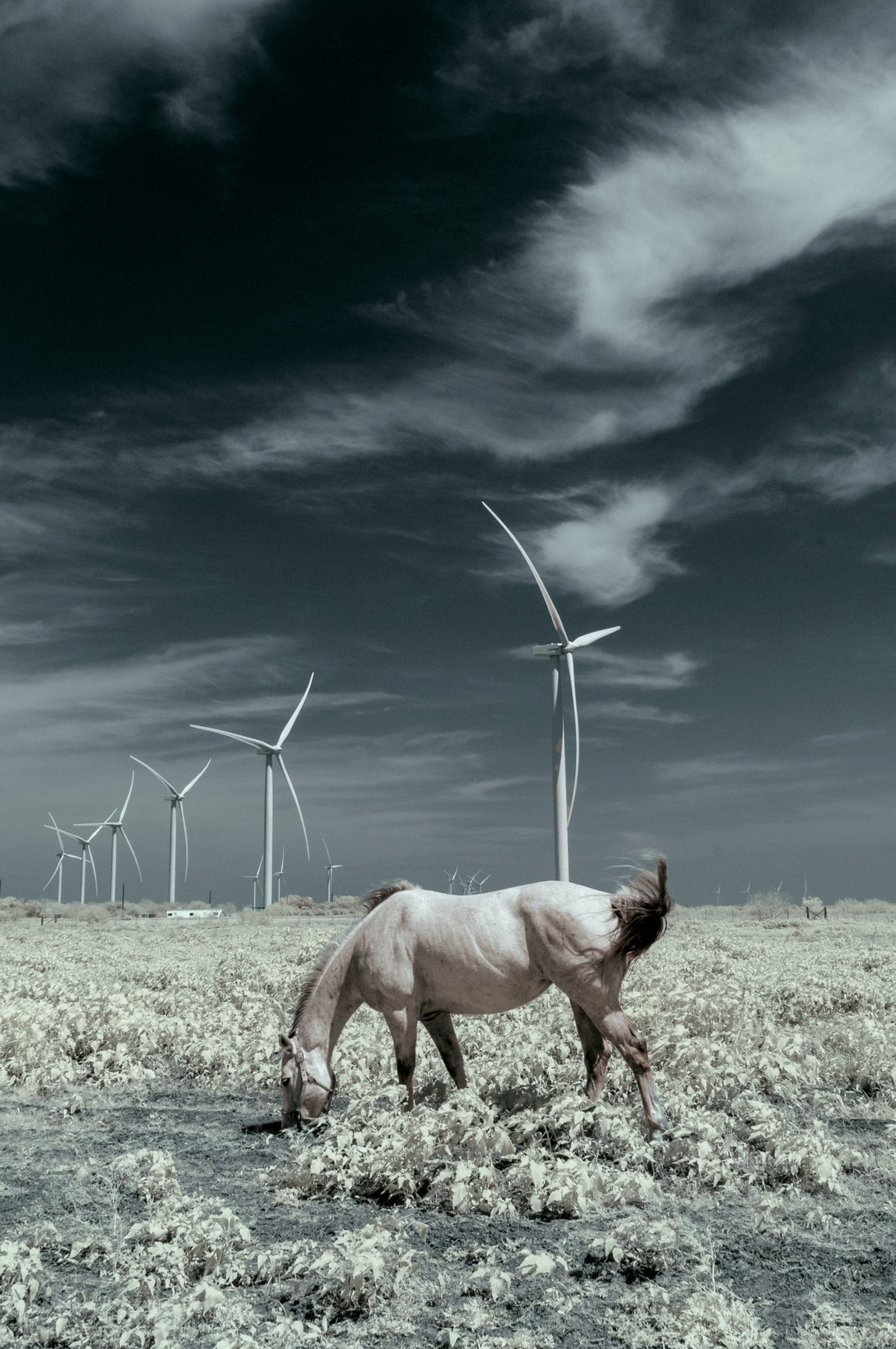 INFRARED IMAGES - Christine Breslin Photography