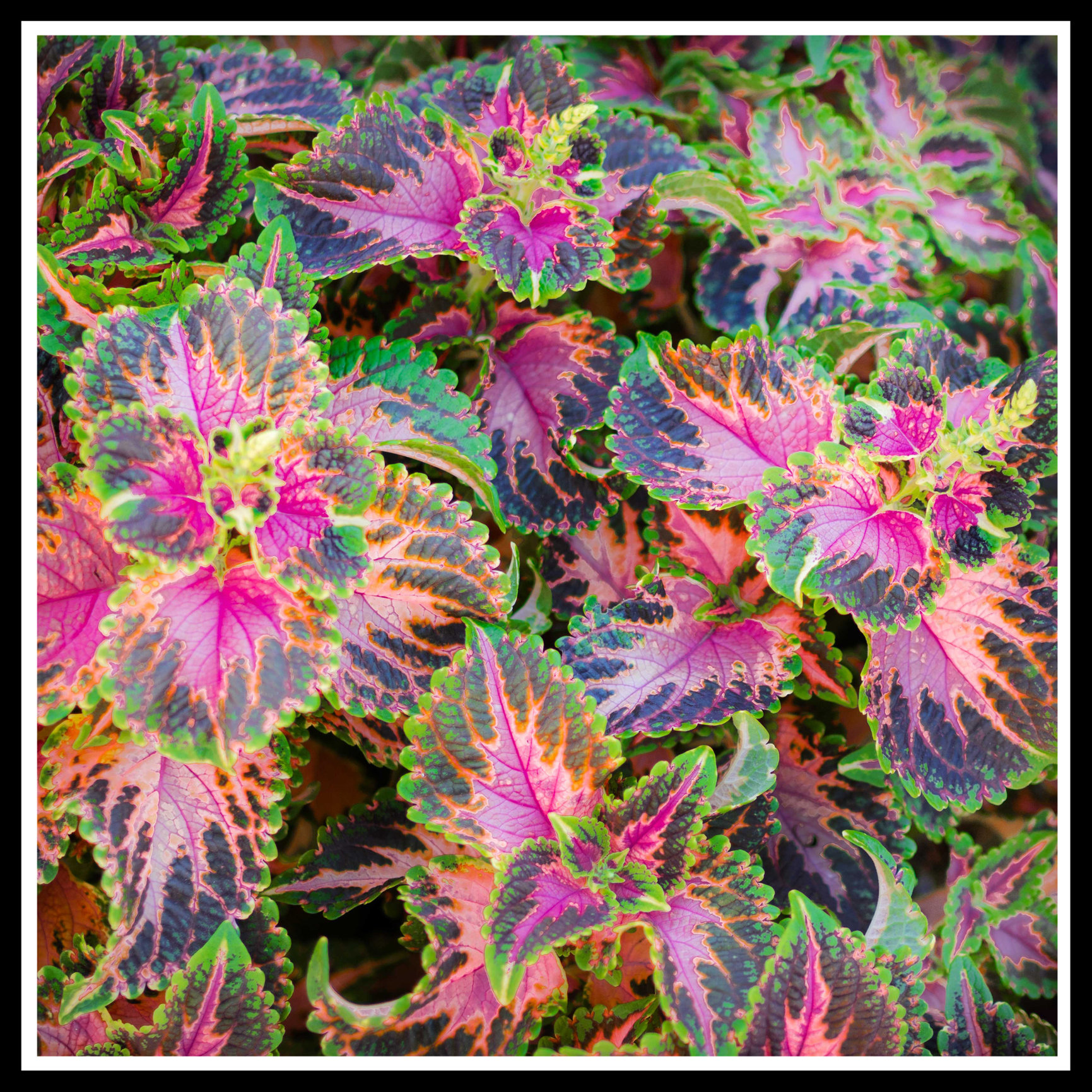 HOME - Steven Kaye Photography