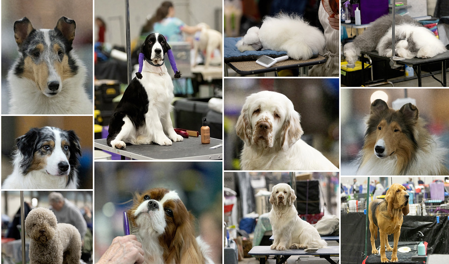 Dogs at the Dog Show - NosesTailsPaws Pet Photography