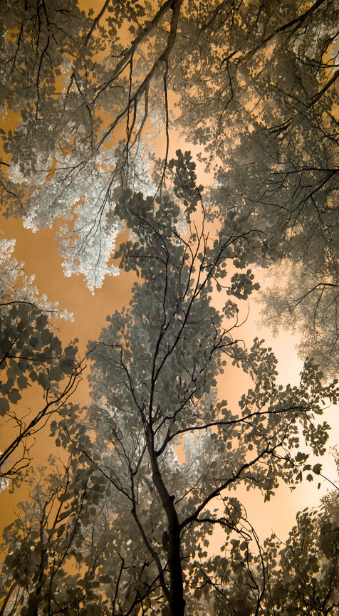 TreeScapes - animage Photography