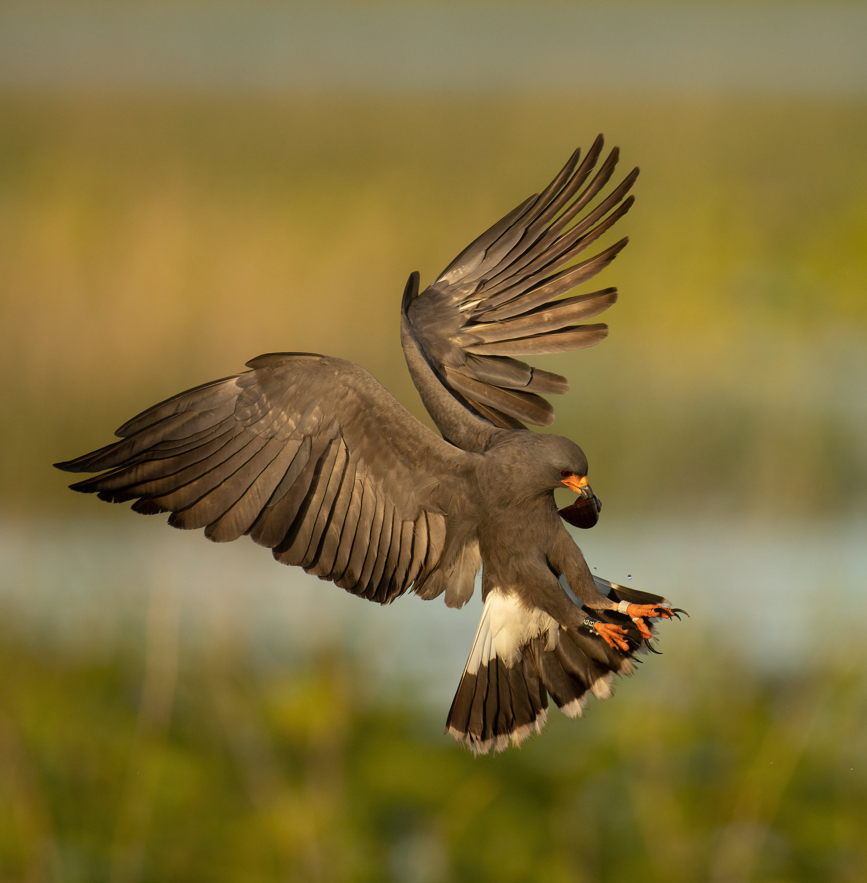 Raptors - Whistling Wings Photography