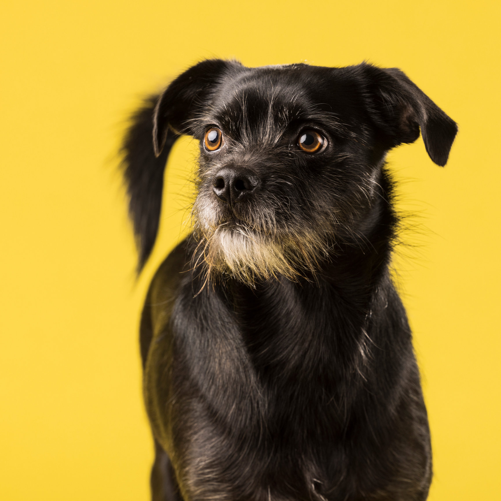 The Perfect Pose: Tips for Capturing Stunning Pet Portraits - fitzphoto ...