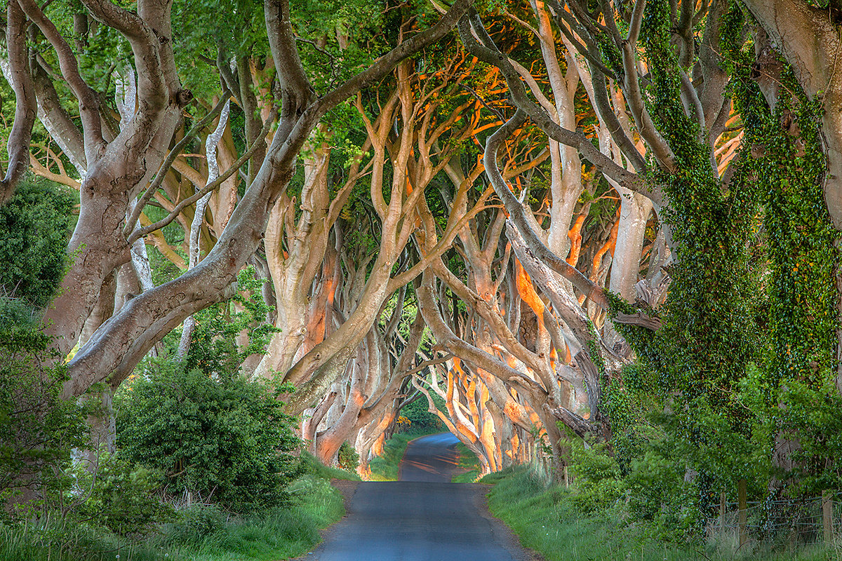 Dark Hedges at sunset - Jim Zuckerman photography & photo tours