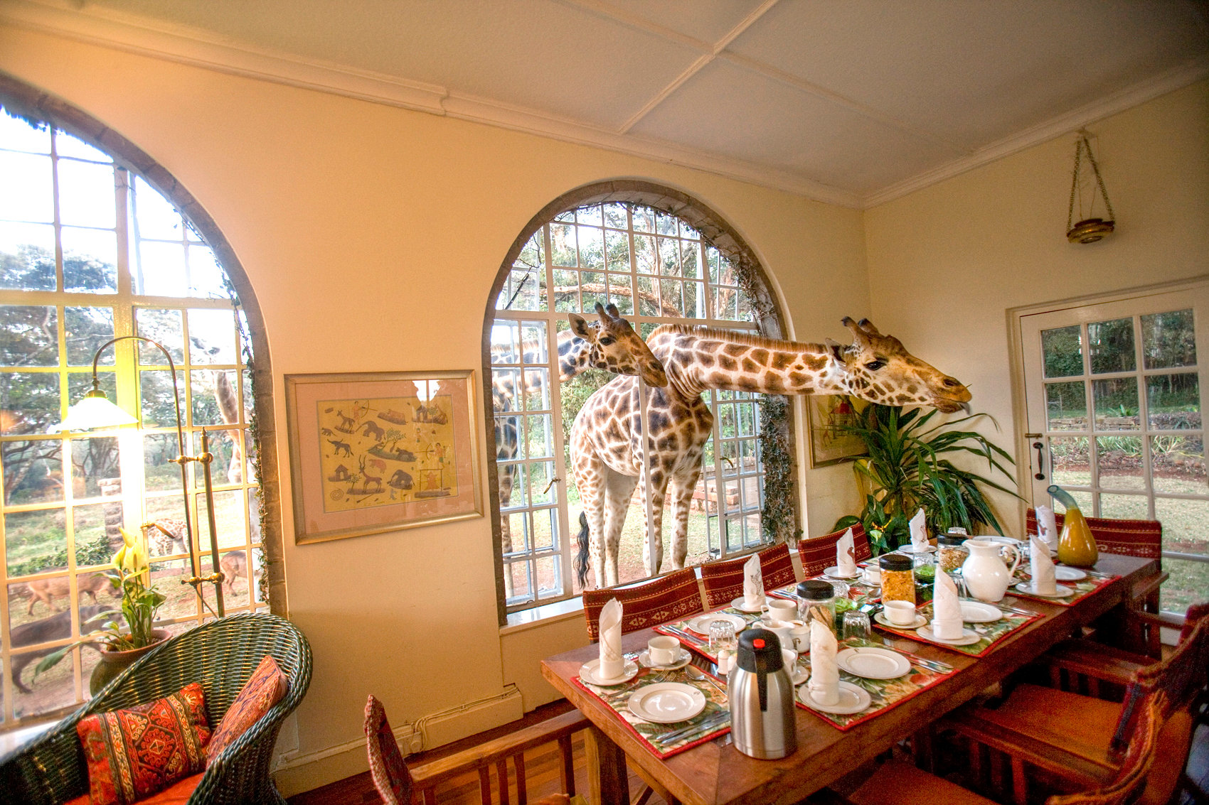 Giraffes for breakfast? - Jim Zuckerman photography & photo tours