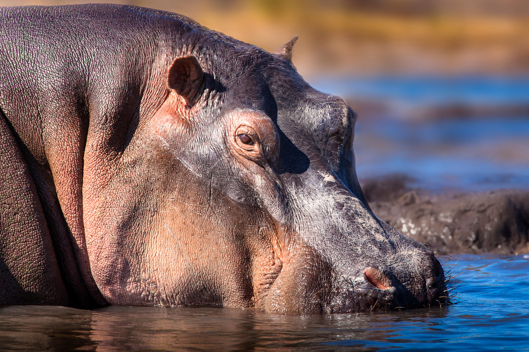 Hippo portrait - Jim Zuckerman photography & photo tours
