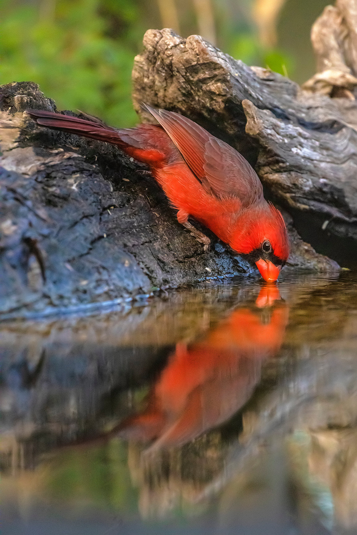 Reflection in red - Jim Zuckerman photography & photo tours