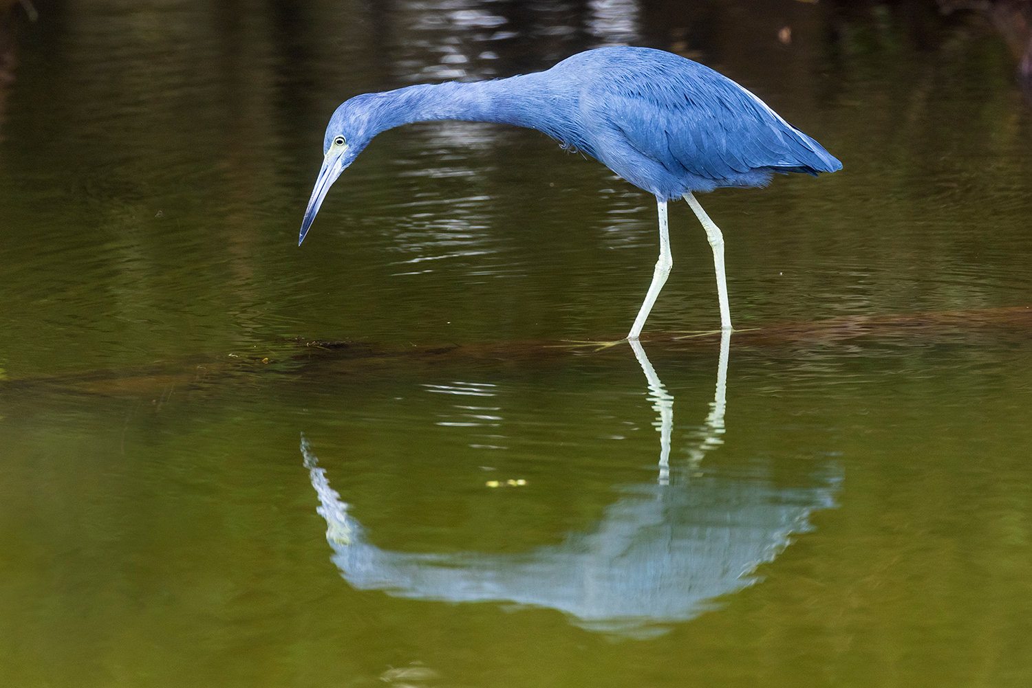 Louisiana gallery - Jim Zuckerman photography & photo tours