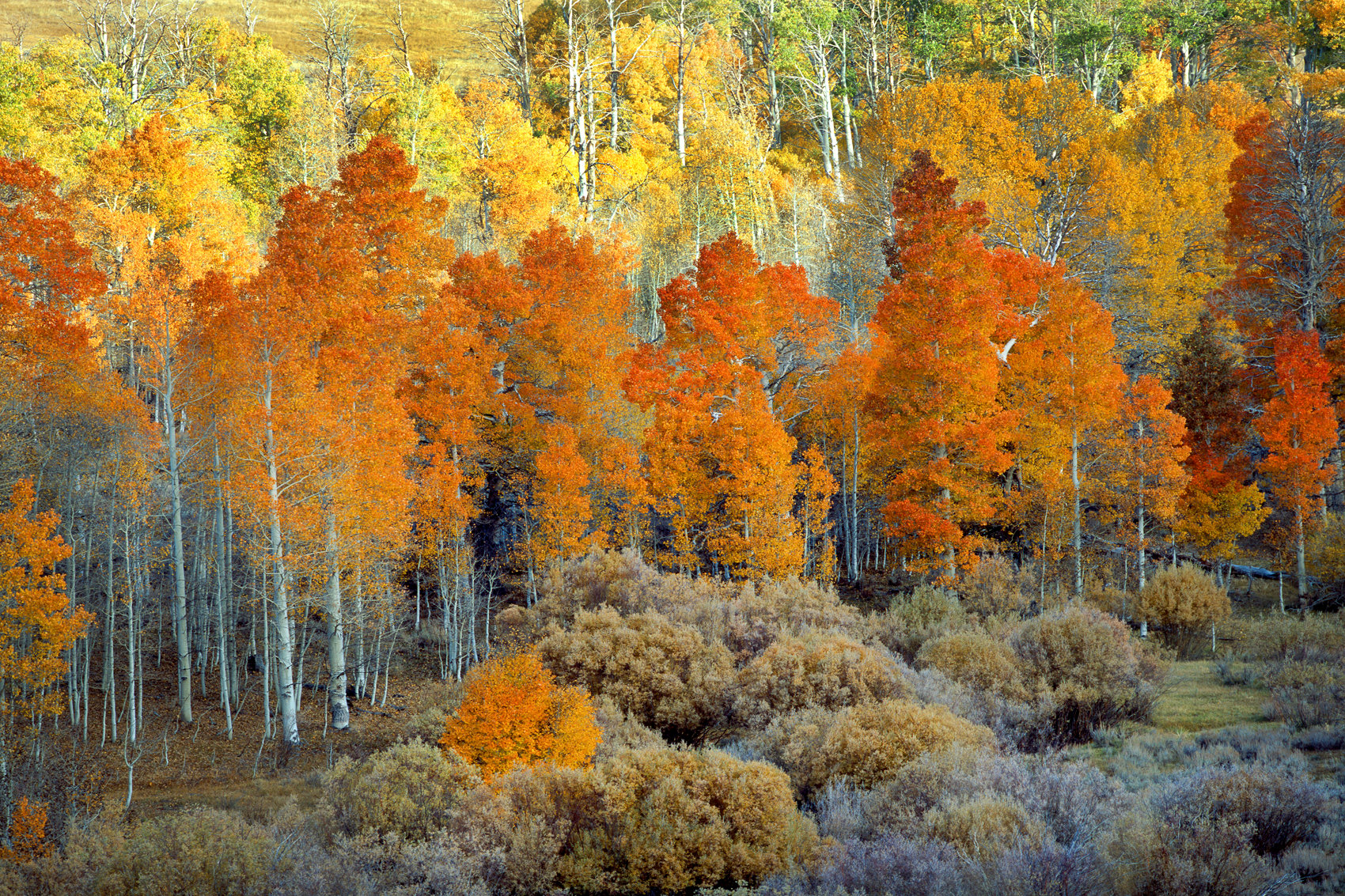 Autumn color in the Sierras - Jim Zuckerman photography & photo tours