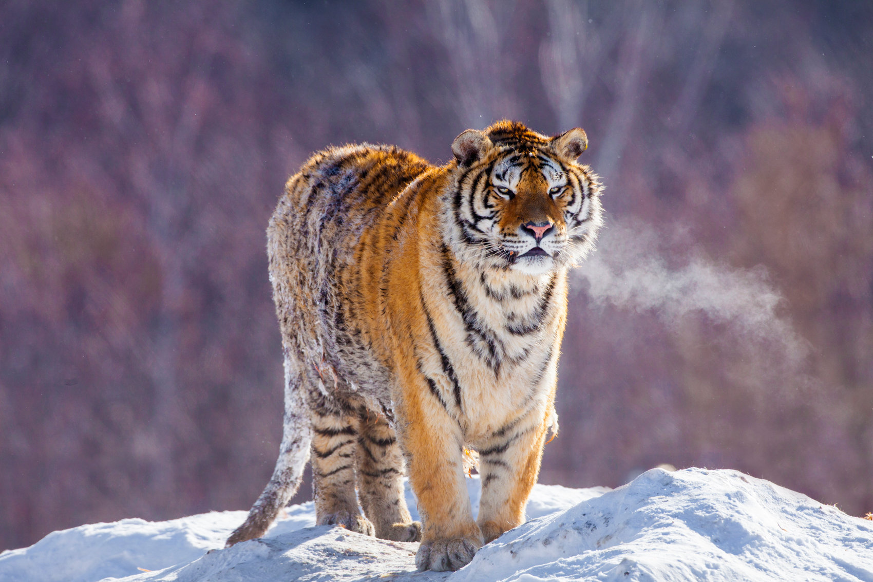Siberian tiger in winter - Jim Zuckerman photography & photo tours