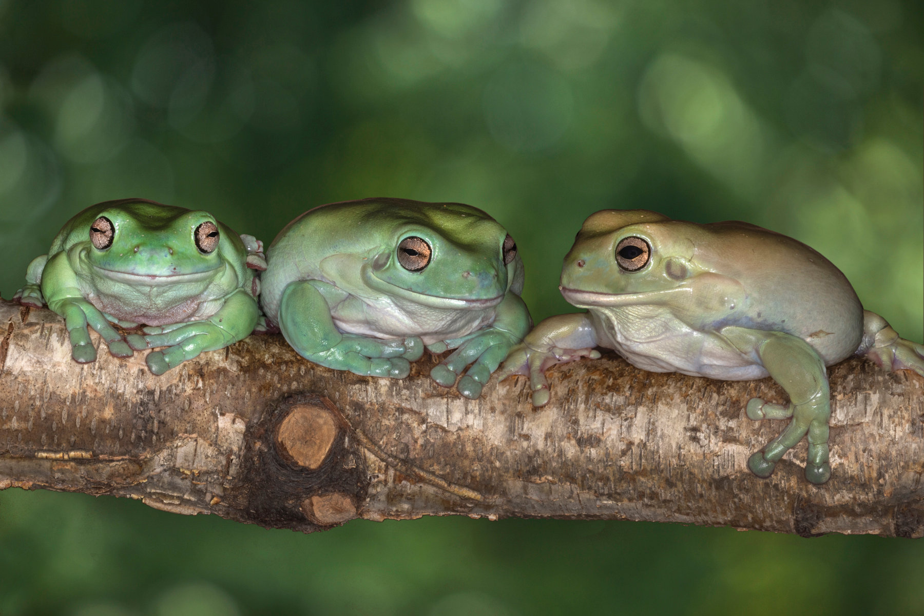 Lovable Frogs - Jim Zuckerman photography & photo tours