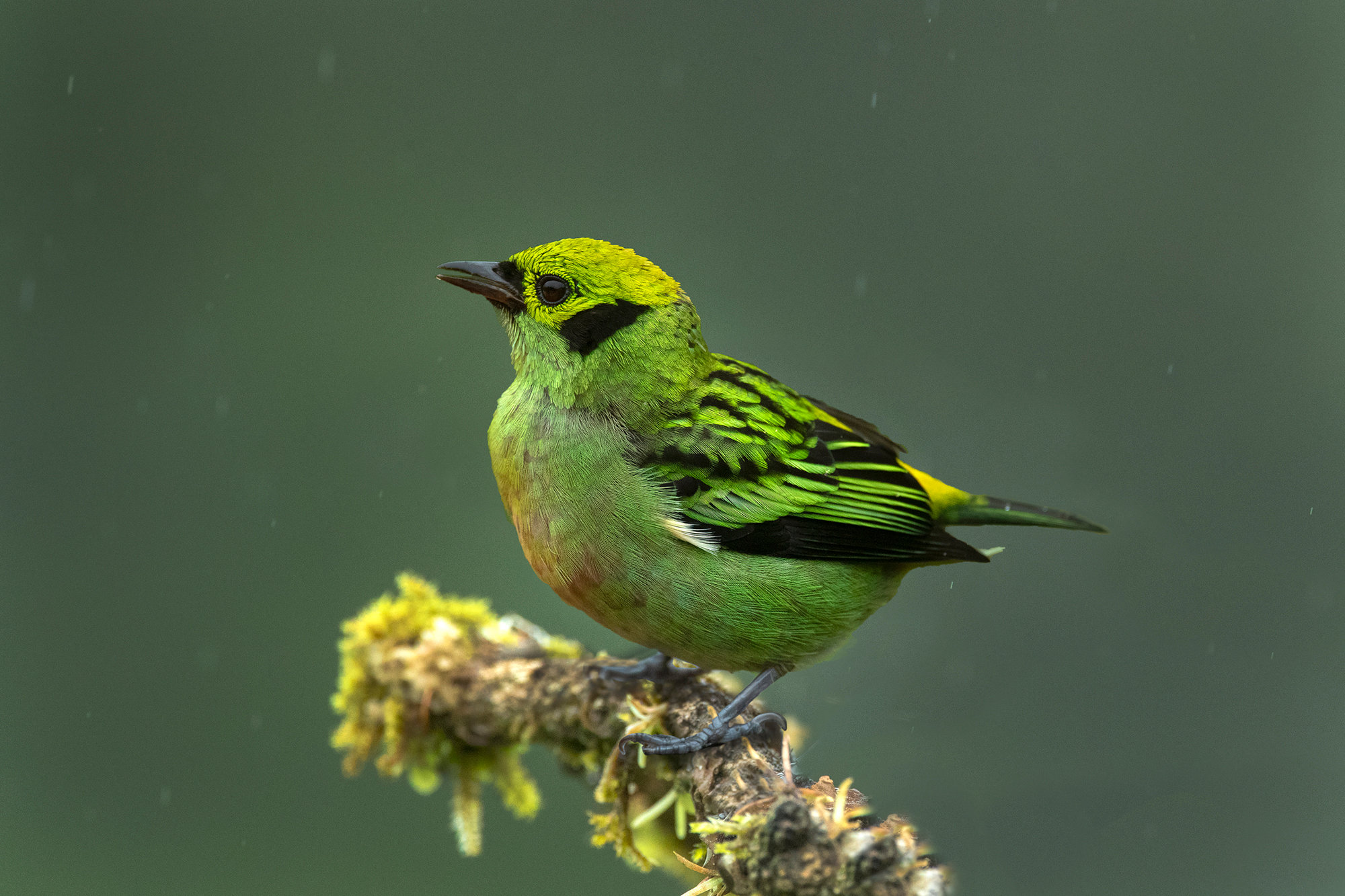 Green tanager - Jim Zuckerman photography & photo tours