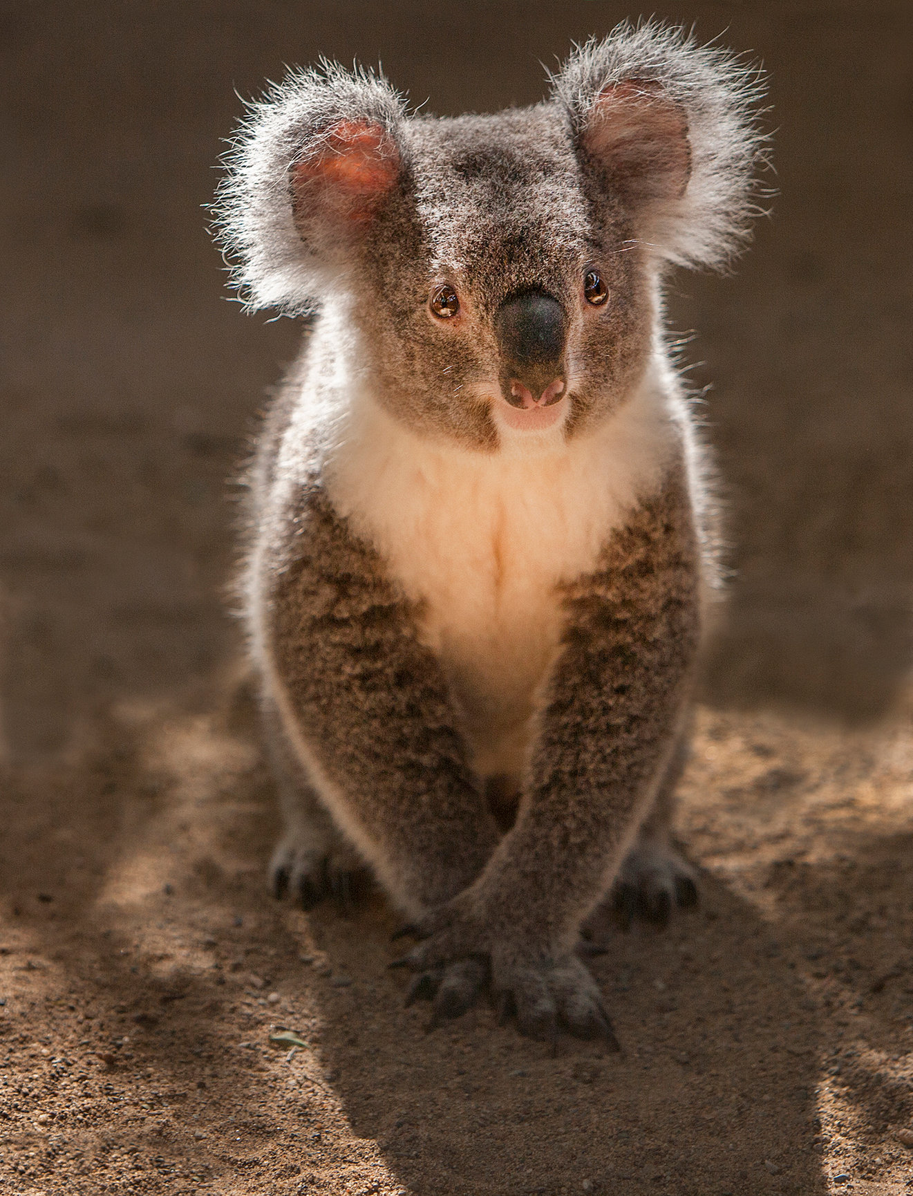 Backlit koala - Jim Zuckerman photography & photo tours