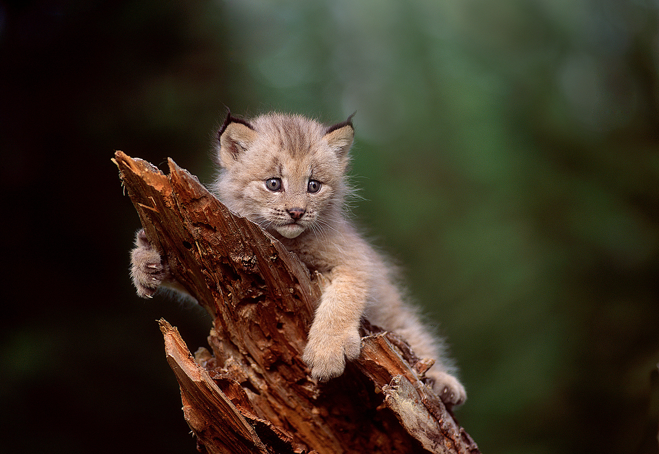 Lynx kitten - Jim Zuckerman photography & photo tours