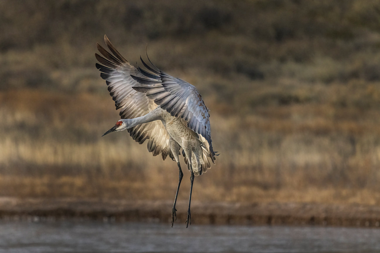 Birds - Jim Zuckerman photography & photo tours