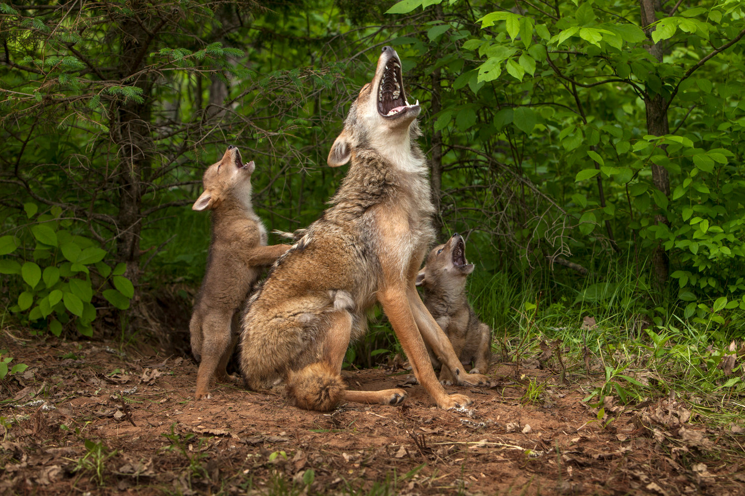 Jim Zuckerman Photography & photo tours