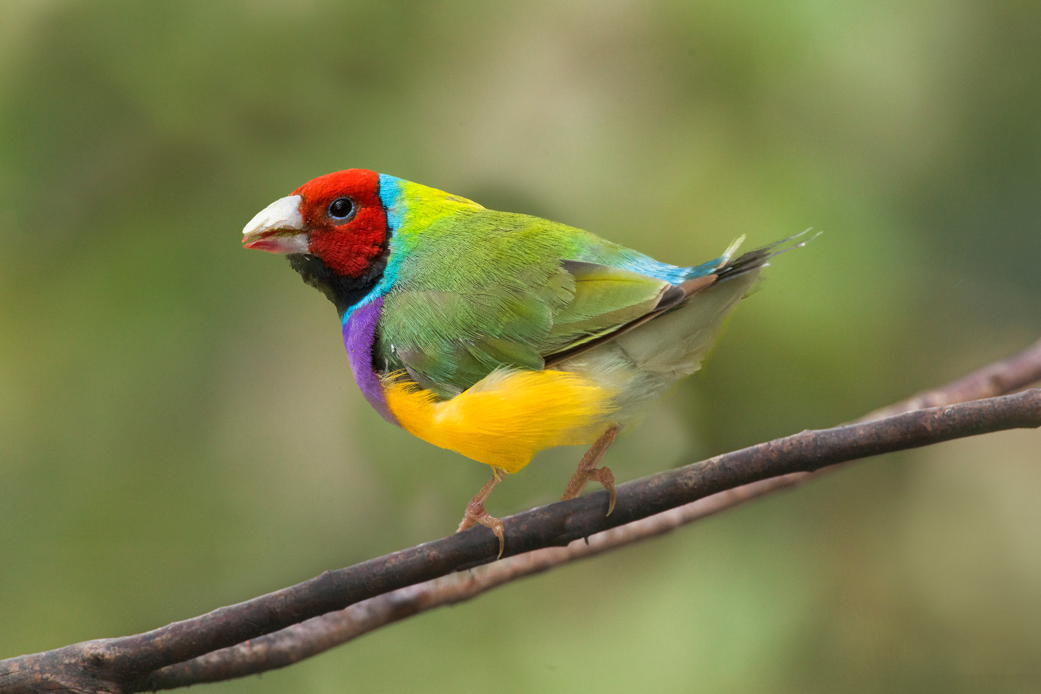 A beautiful bird from down under. - Jim Zuckerman photography & photo tours