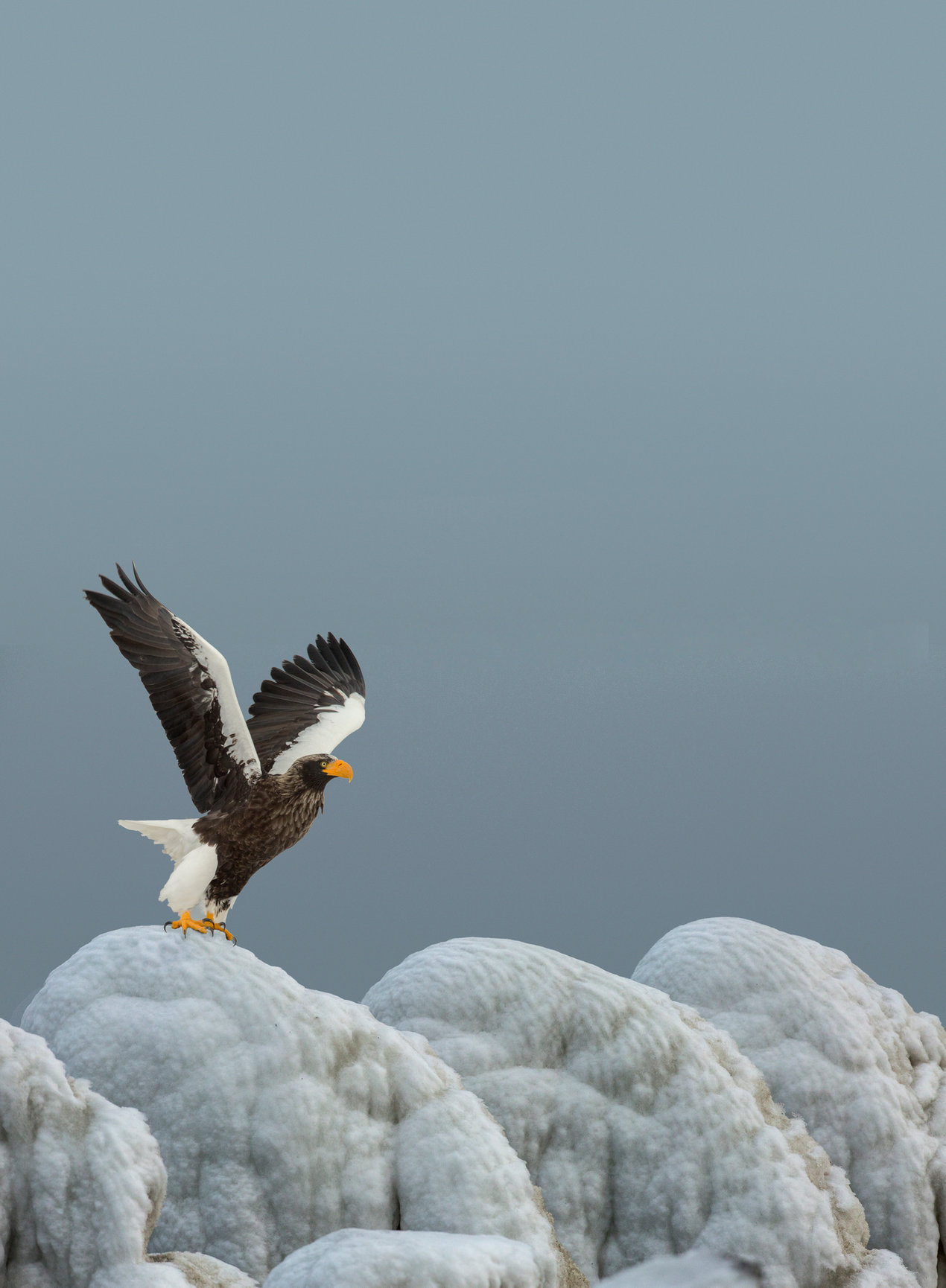 Stellar eagle taking flight - Jim Zuckerman photography & photo tours