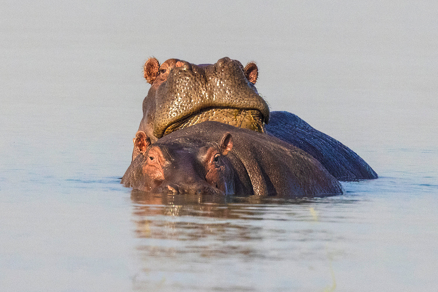 Hippo friends - Jim Zuckerman photography & photo tours