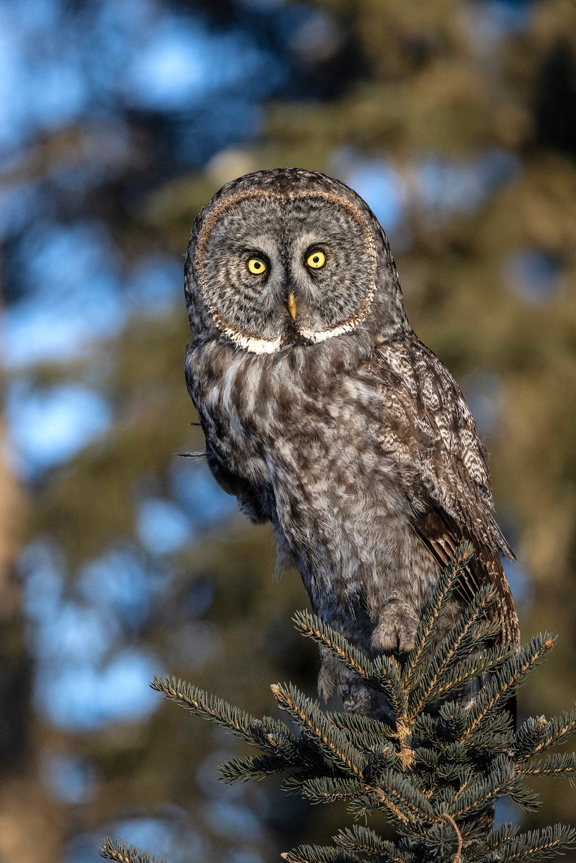 Great grey owl in beautiful light - Jim Zuckerman photography & photo tours