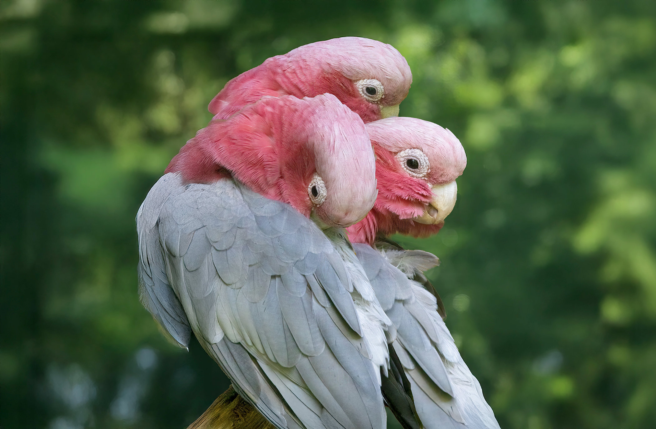 Birds - Jim Zuckerman photography & photo tours