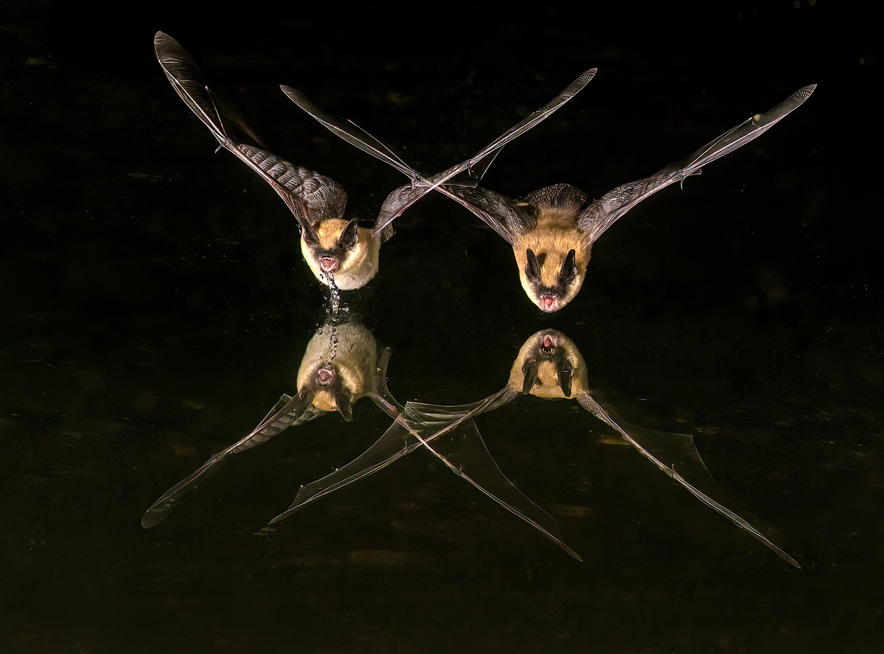 Bats on the wing - Jim Zuckerman photography & photo tours