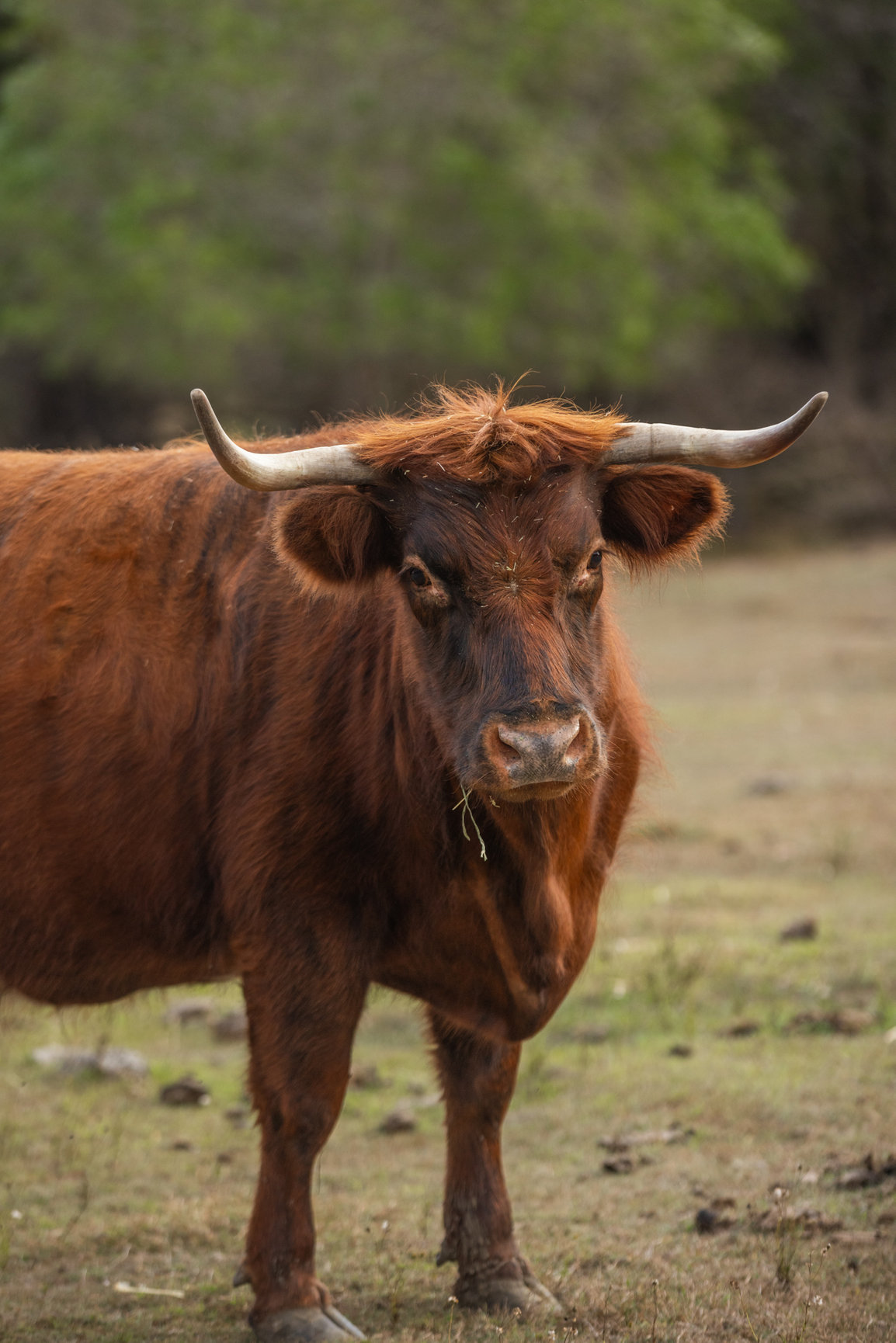 Highland Cow Photography & Encounters | K n J Photography