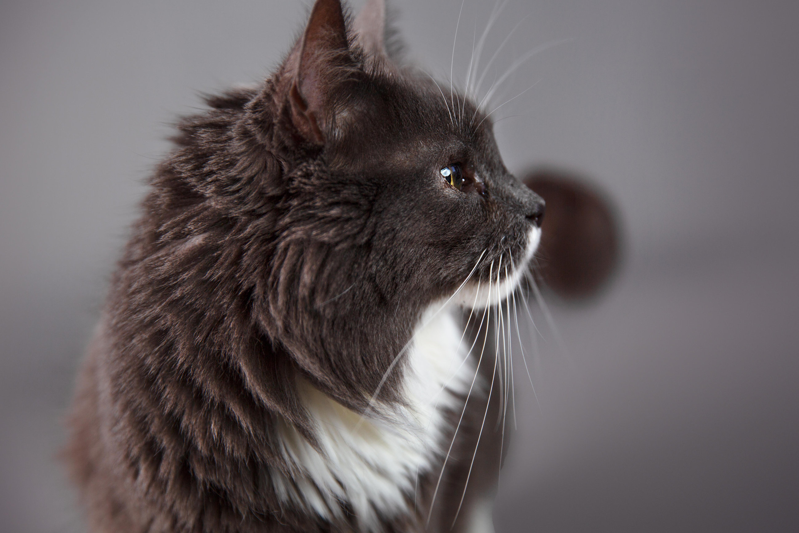 Atlanta, GA Best Pet Photographer