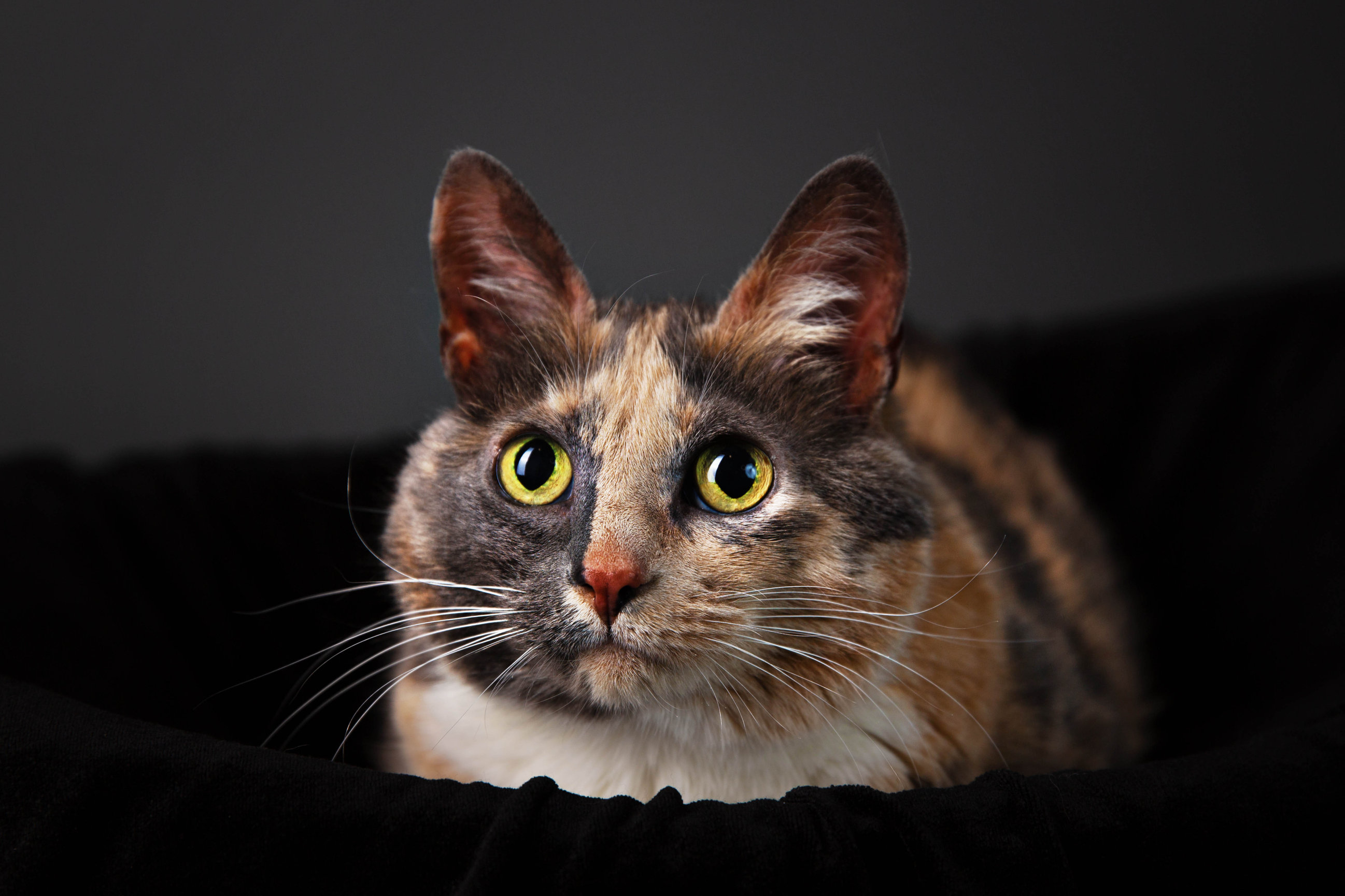 Atlanta, GA Best Pet Photographer