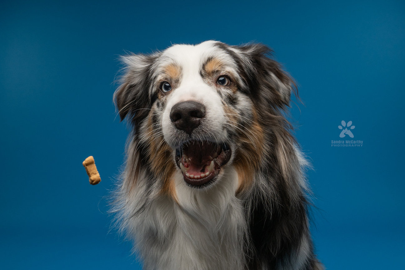 Fido Funny Face Sessions - sandra mccarthy photography