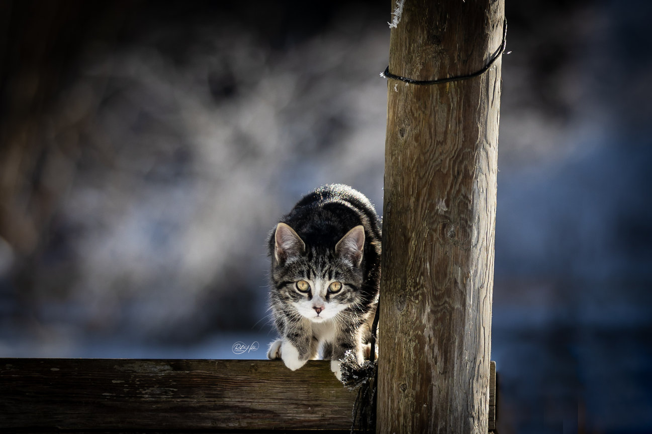 Ranch Cats - Paw Prints Pet Photography