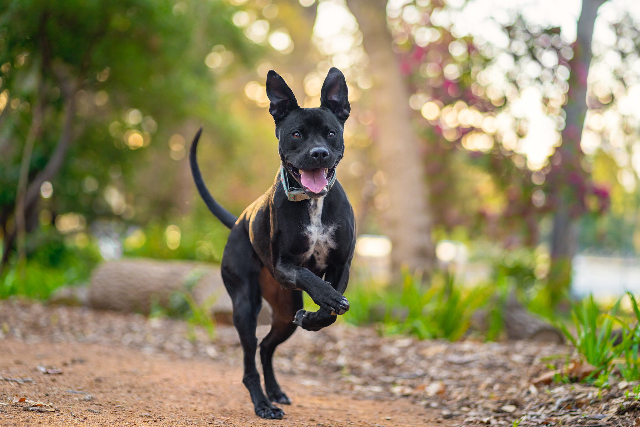 Capturing dogs in action