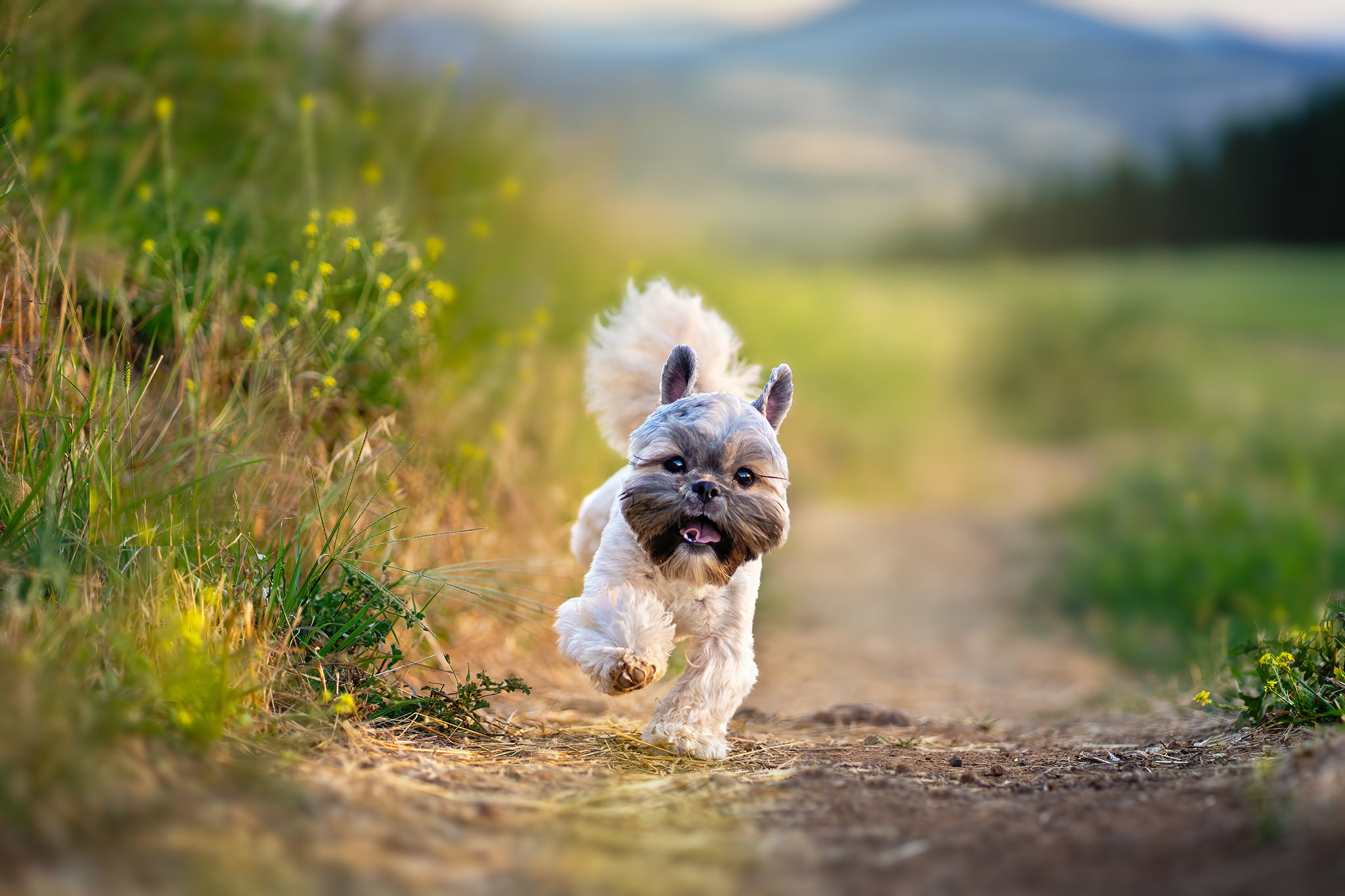 Capturing dogs in action