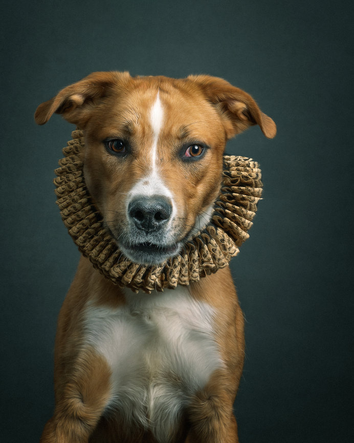 THE RUFF SESSIONS - Los Angeles Pet Photography of Diana Lundin
