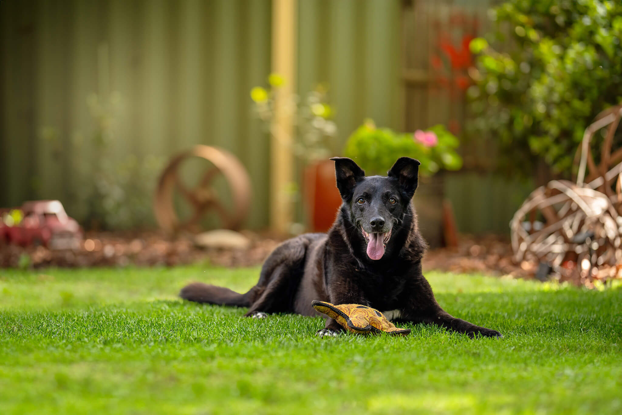 Golden Moments Sessions - End of Life Pet Photography Session